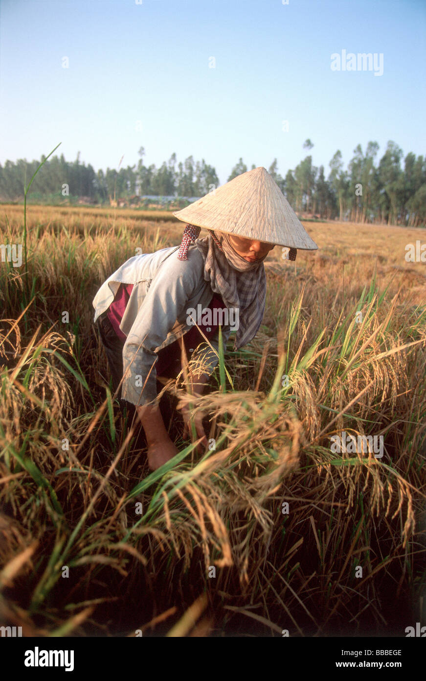 Vietnam, Mekong Delta, woman working in rice field Stock Photo - Alamy