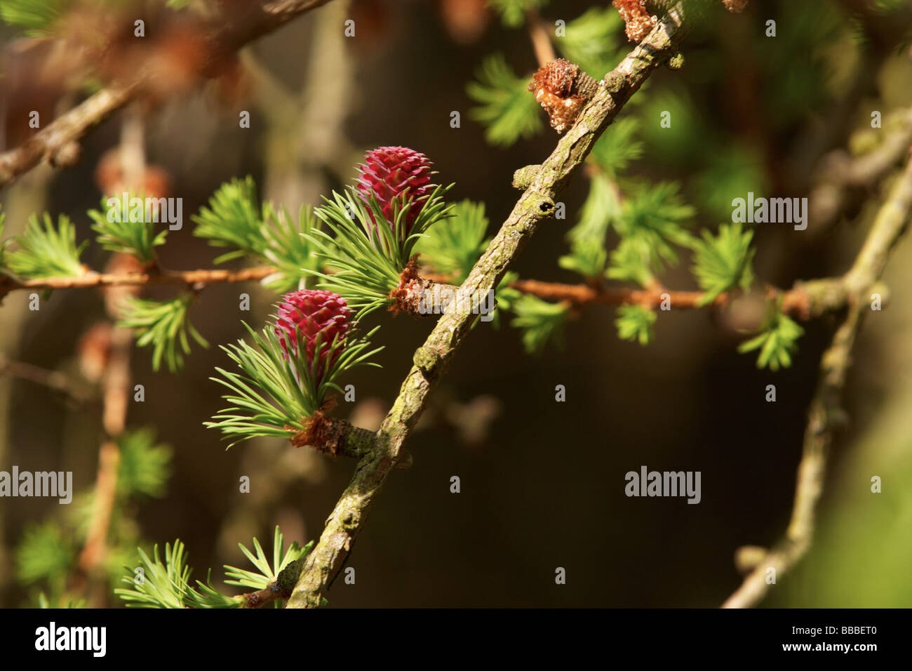 Conifer hi-res stock photography and images - Alamy