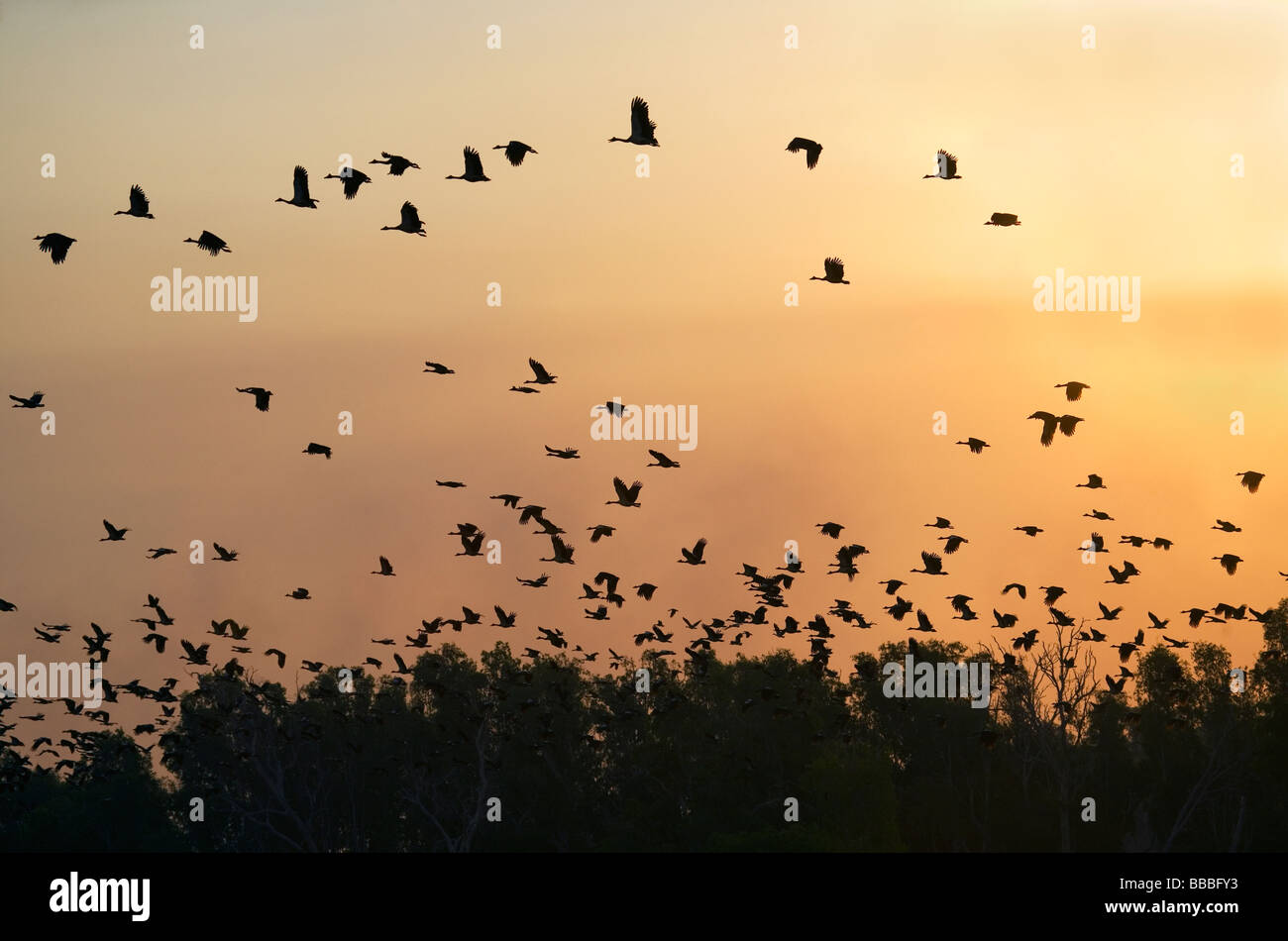 Native geese hi-res stock photography and images - Alamy