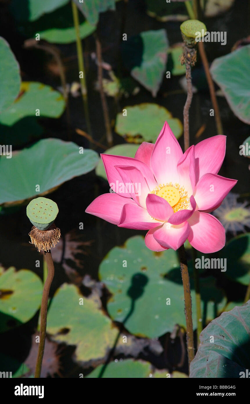 Lotus flower of life hi-res stock photography and images - Alamy