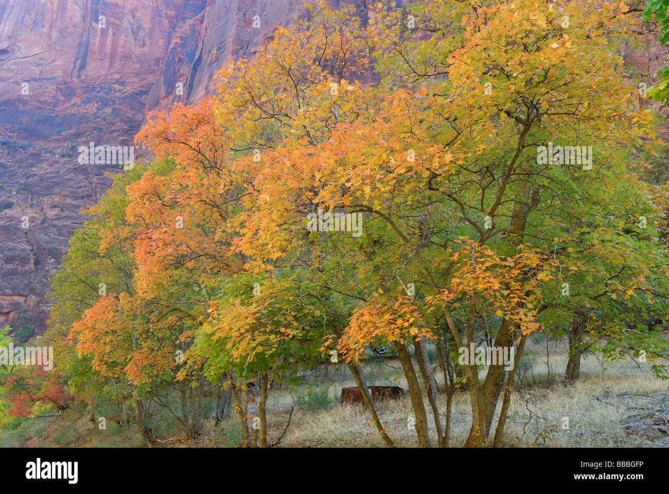 Fall foliage colors against canyon wall in Zion canyon national park ...