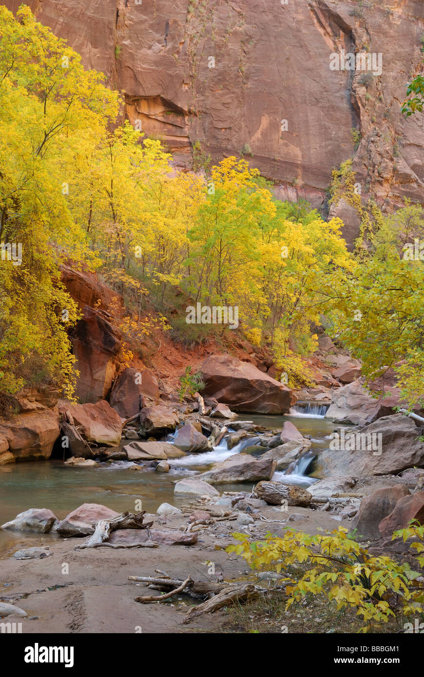 Fall foliage colors against canyon wall and along the Virgin river in ...
