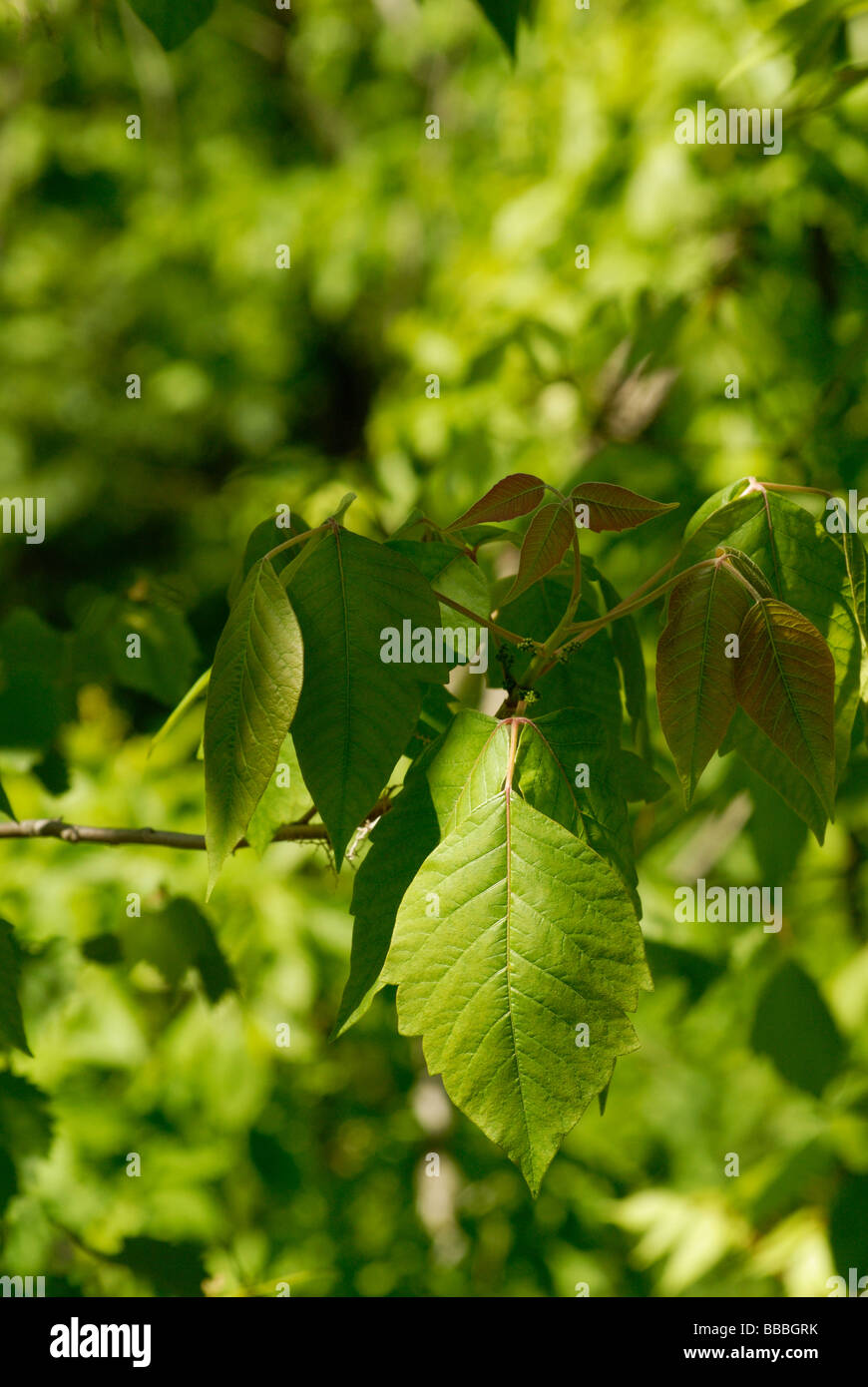 Green leaves in shade and sunlight Stock Photo - Alamy