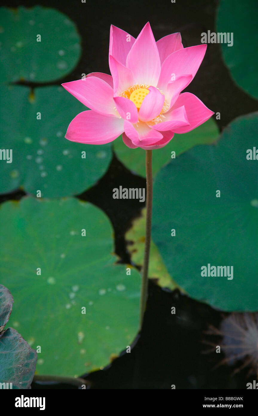 Lotus flower of life hi-res stock photography and images - Alamy