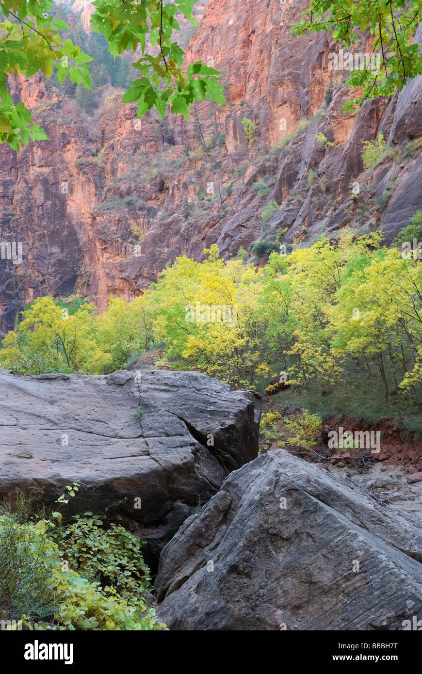 Fall foliage along virgin river hi-res stock photography and images - Alamy