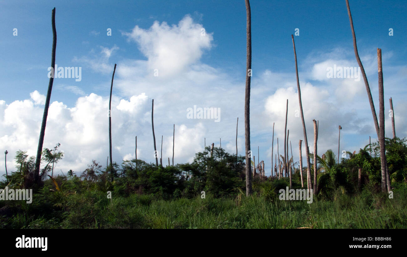 Coconut Tree Trunks High Resolution Stock Photography and Images - Alamy