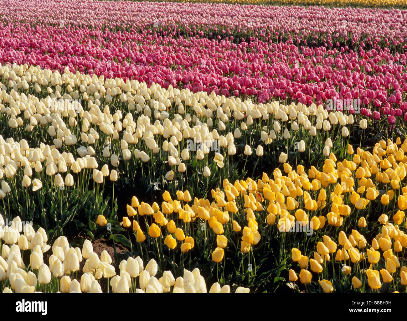 Field of Tulip Stock Photo - Alamy