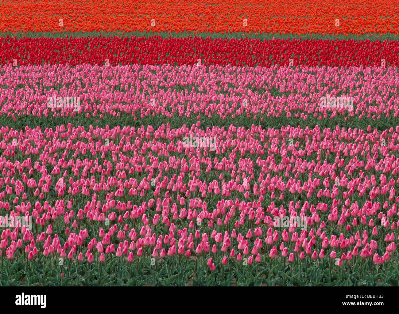 Field of Tulip Stock Photo - Alamy
