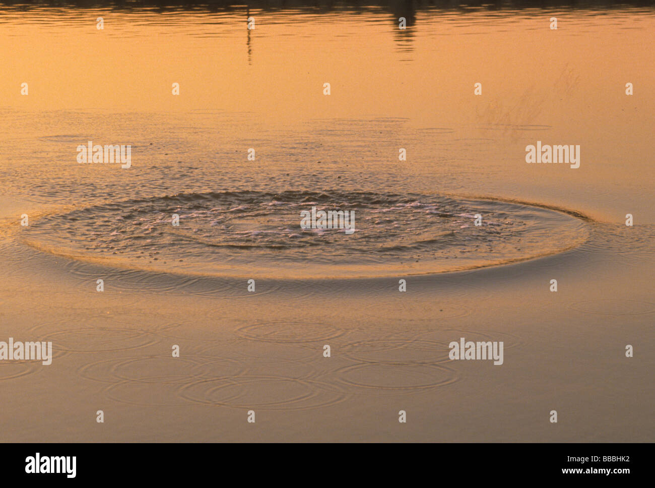 Ripple wave pattern water shock move outward grow wall splash circle ...