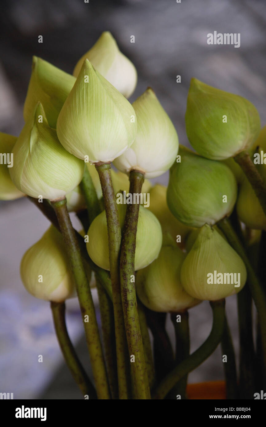 Close-up of Lotus flower buds, Wat Pho, Bangkok, Thailand Stock Photo ...