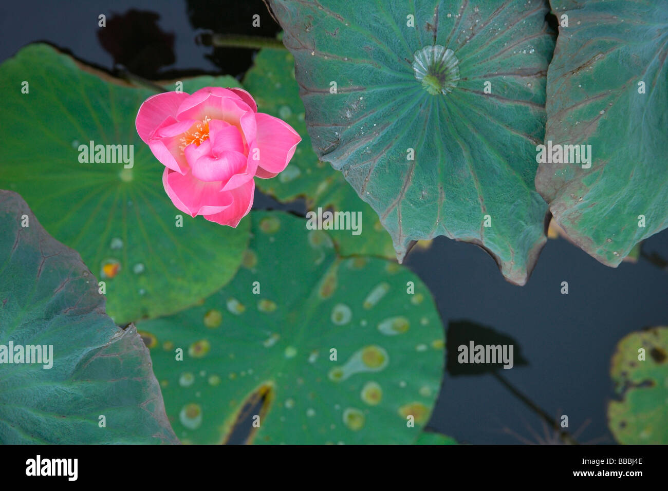 Lotus flower of life hi-res stock photography and images - Alamy