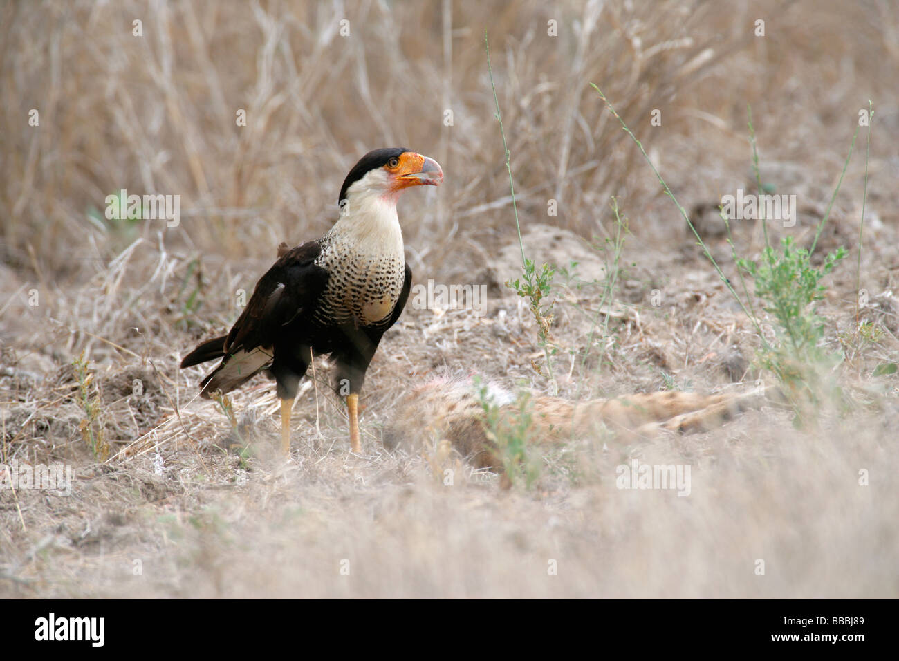 Crested Caracara feeding on dead Bobcat Stock Photo - Alamy