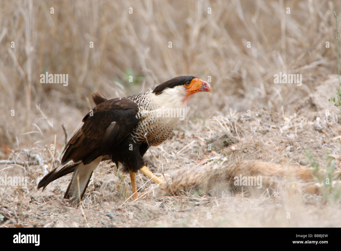 Bird eating bobcat hi-res stock photography and images - Alamy