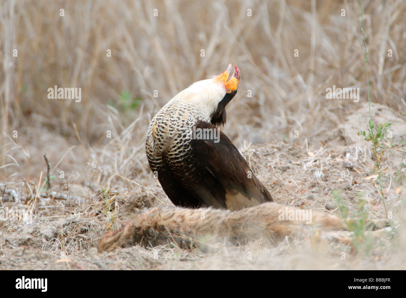 Bird eating bobcat hi-res stock photography and images - Alamy