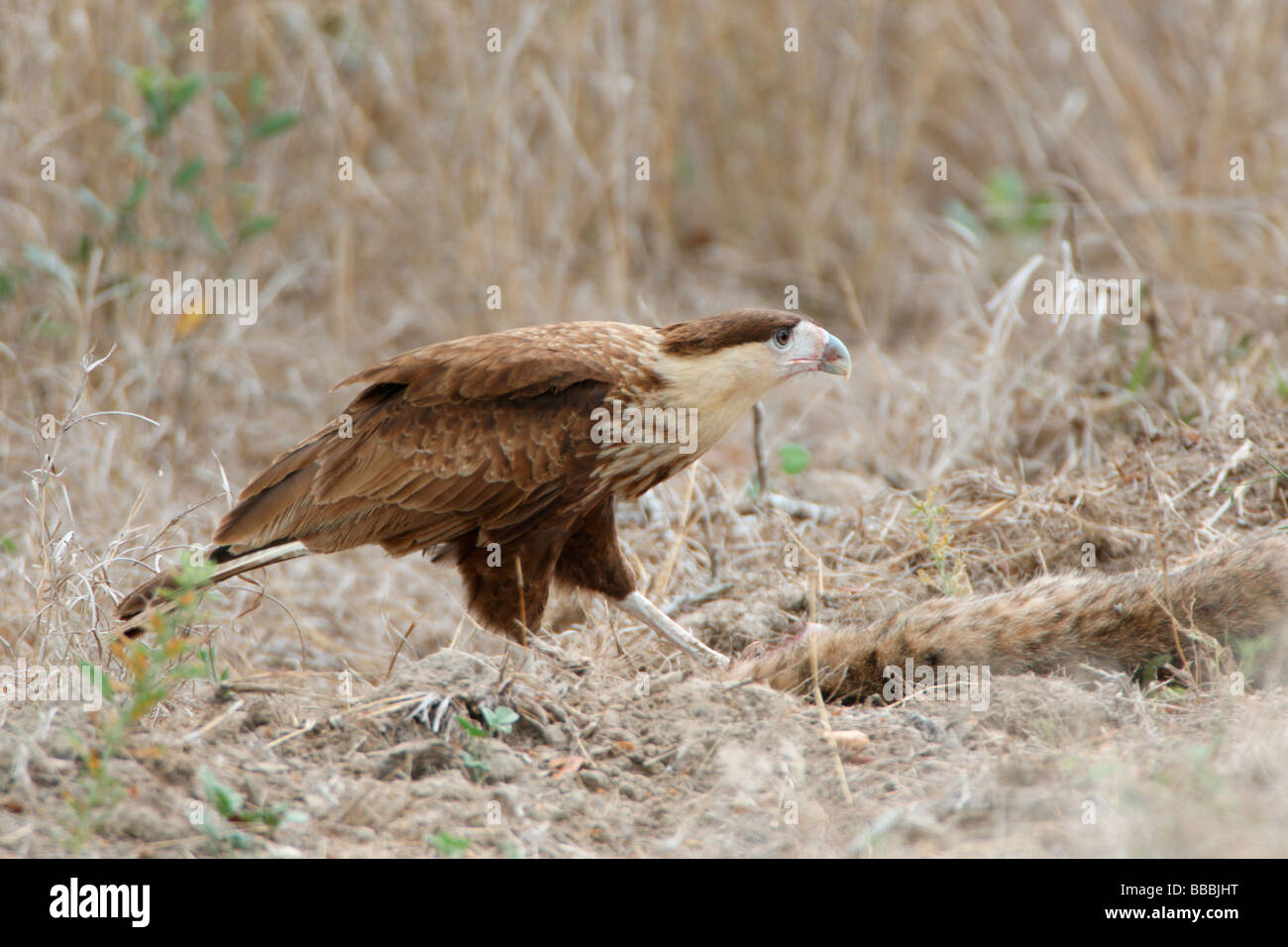 Juvenile Crested Caracaras feeding on dead Bobcat Stock Photo - Alamy