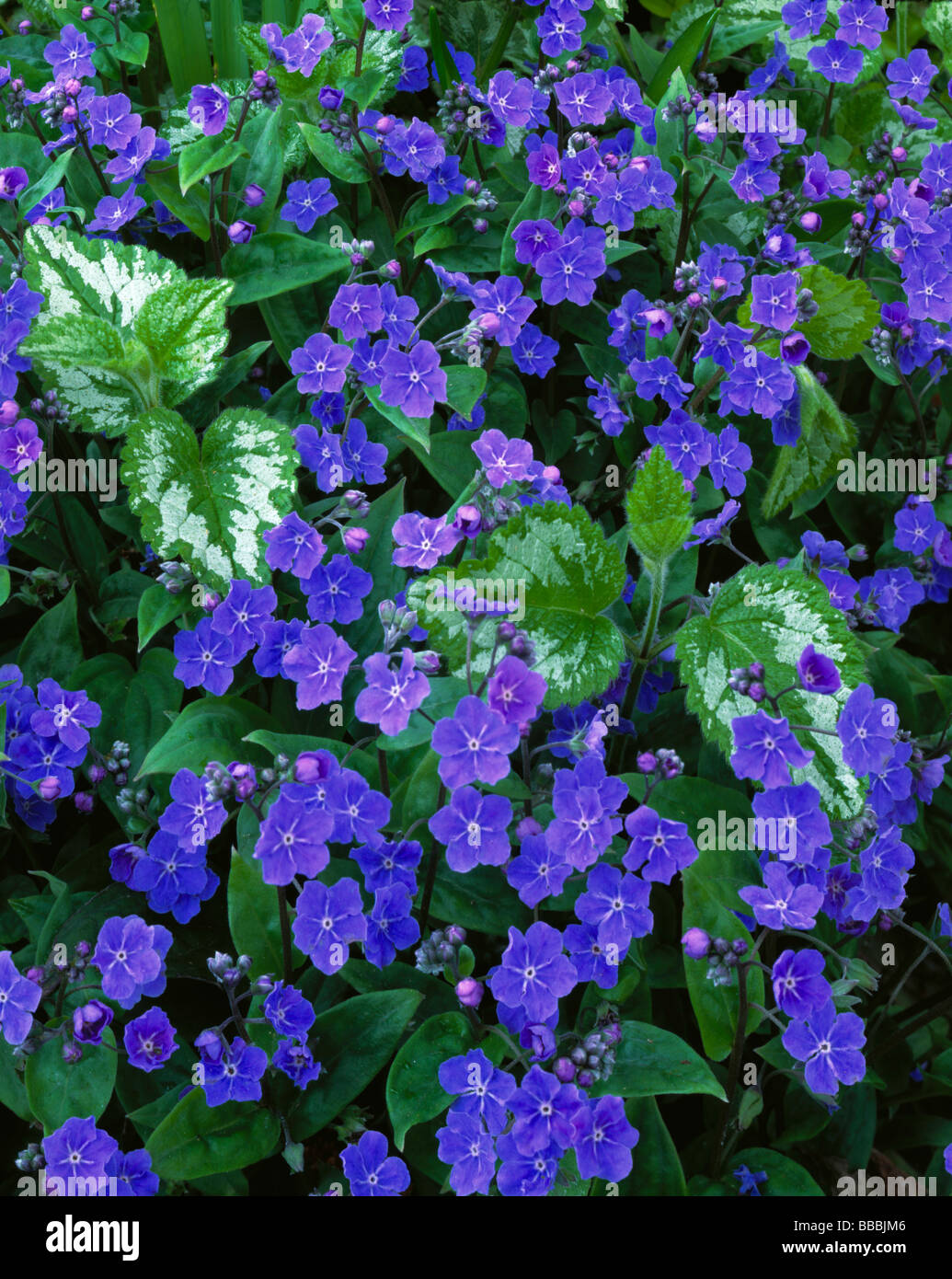 Vashon Island, WA: Detail of Omphalodes verna blue eyed Mary and Lamium ...