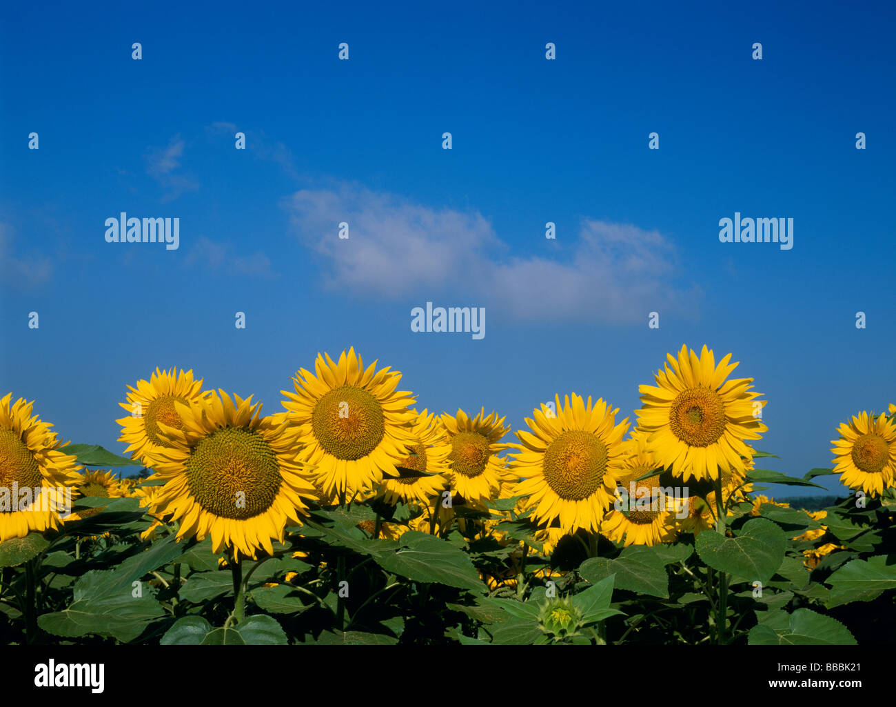 Sunflower and Sky Stock Photo - Alamy