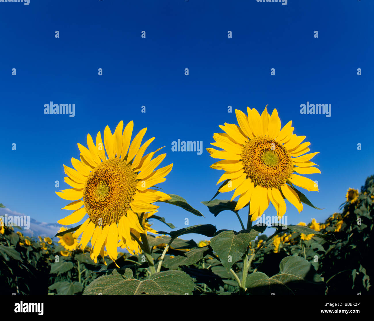 Sunflower and Sky Stock Photo - Alamy