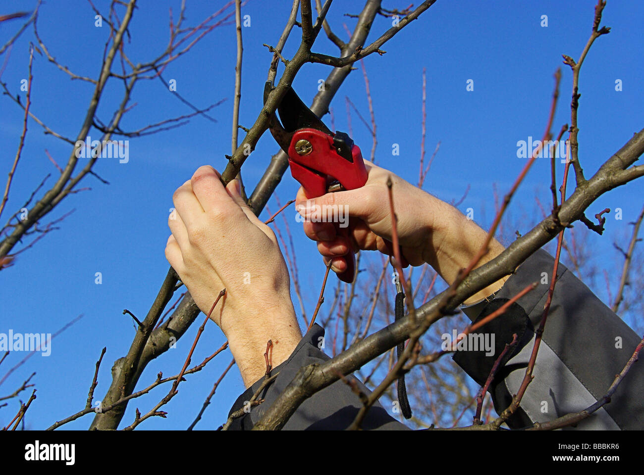 Tree Cutting High Resolution Stock Photography and Images - Alamy