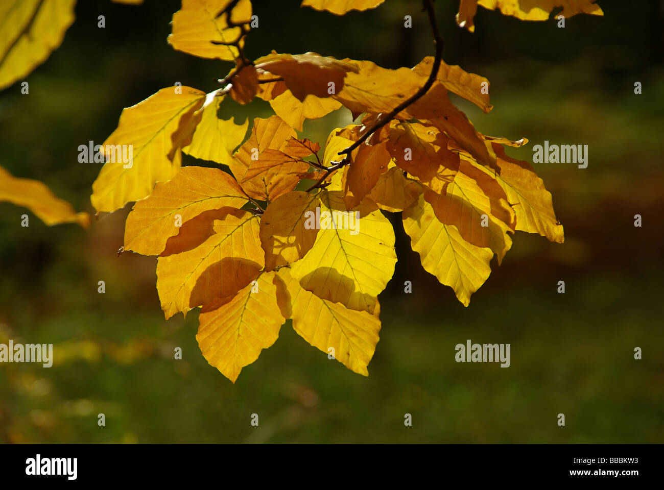 Buche ast hi-res stock photography and images - Alamy