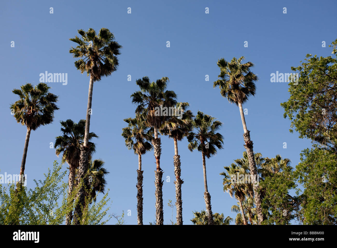 Washingtonia filifera california fan hi-res stock photography and ...