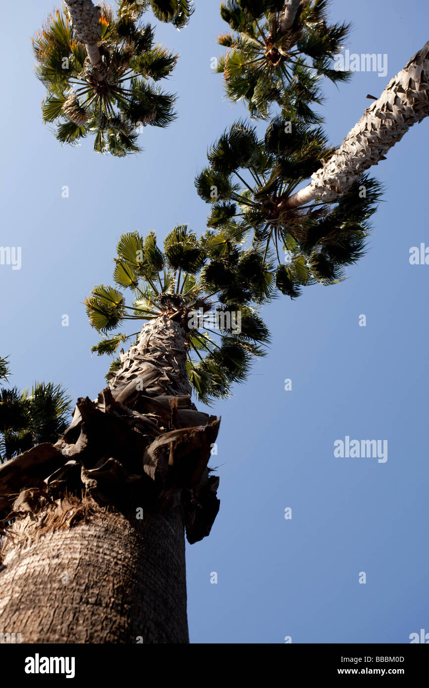 Leaves desert fan palm hi-res stock photography and images - Alamy