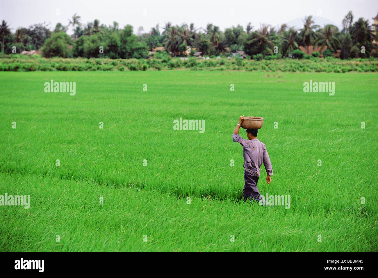 Man walking through rice fields hi-res stock photography and images - Alamy