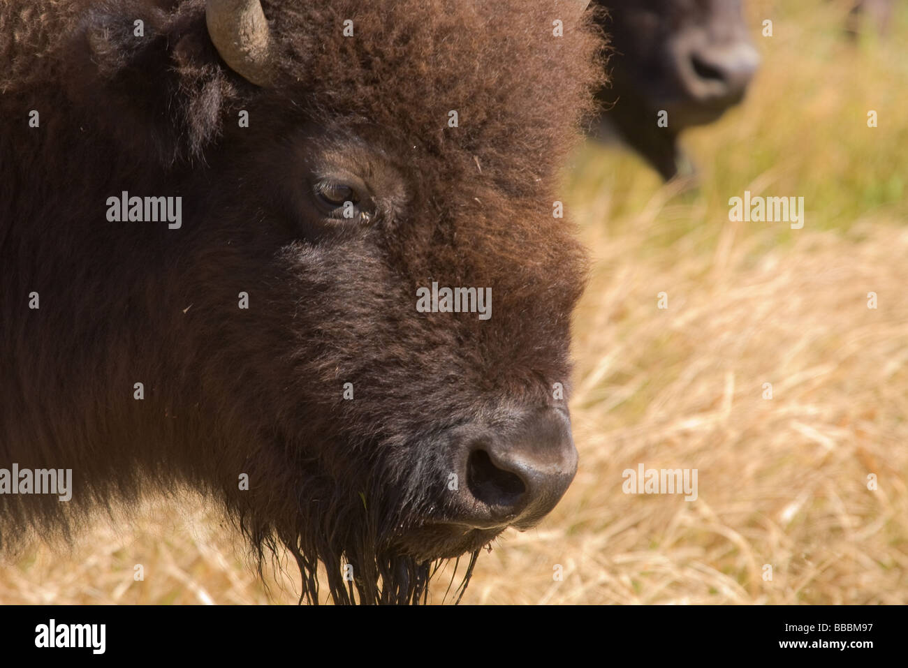 Closeup portrait of Bison grasing and feeding on grass Stock Photo - Alamy