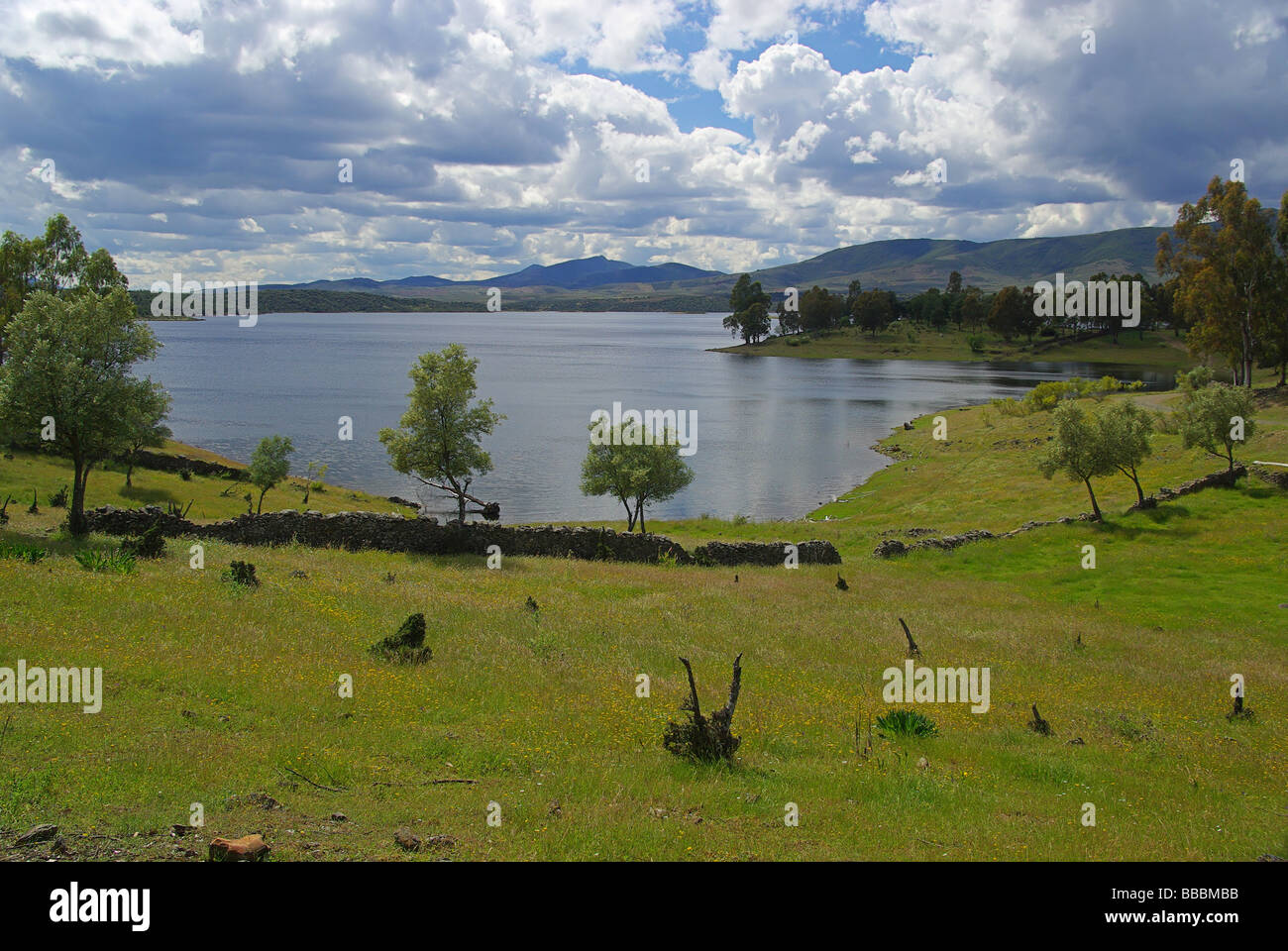 Gras eukalyptus hi-res stock photography and images - Alamy