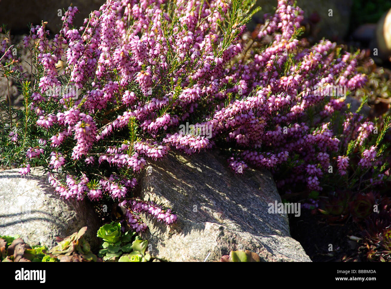 Heidekraut Erica 07 Stock Photo - Alamy