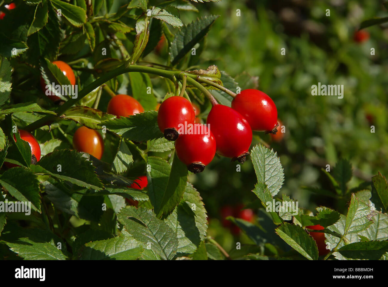 Hagebutte Stock Photos & Hagebutte Stock Images - Alamy