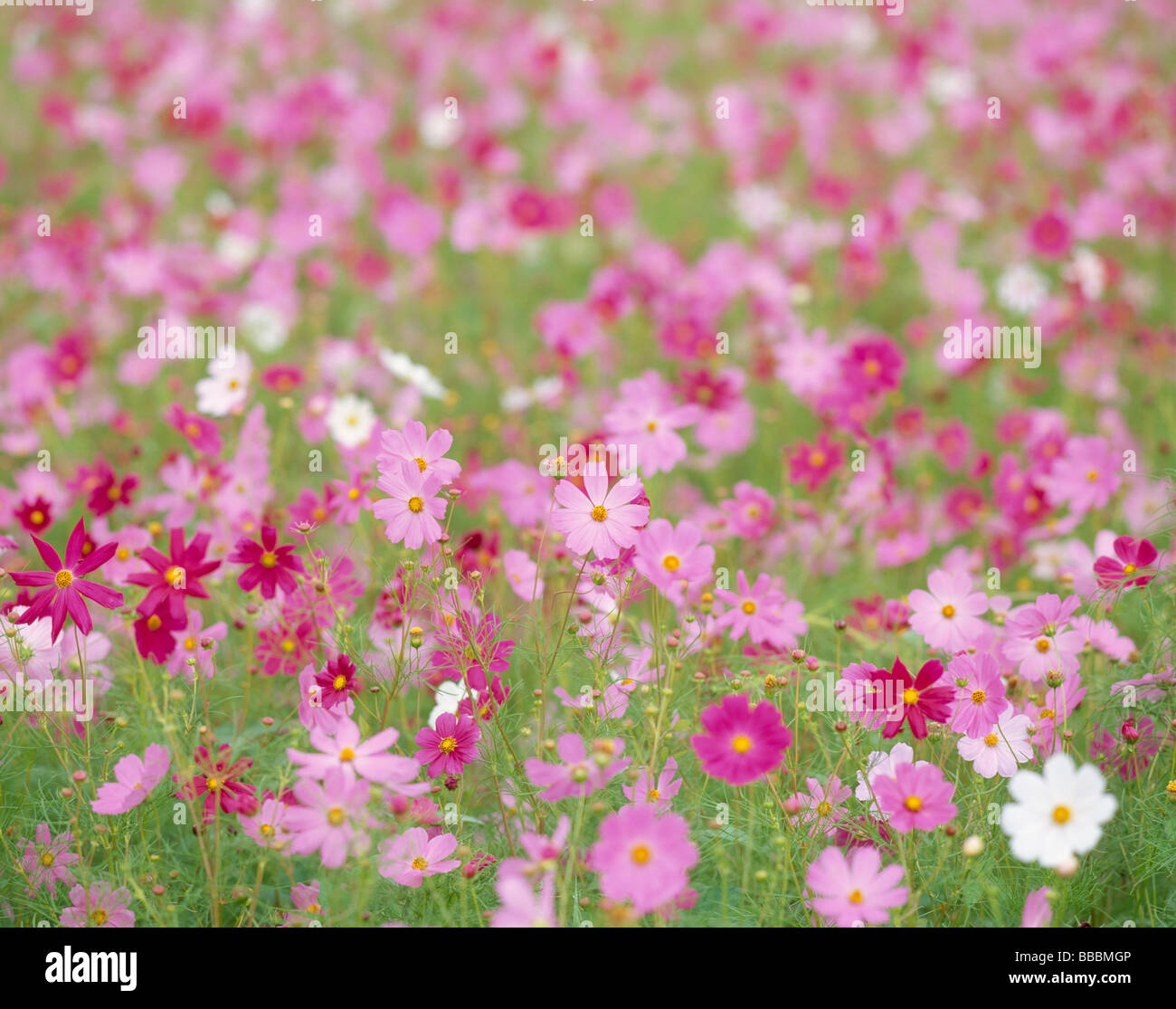 Cosmos Flower Garden Stock Photo - Alamy