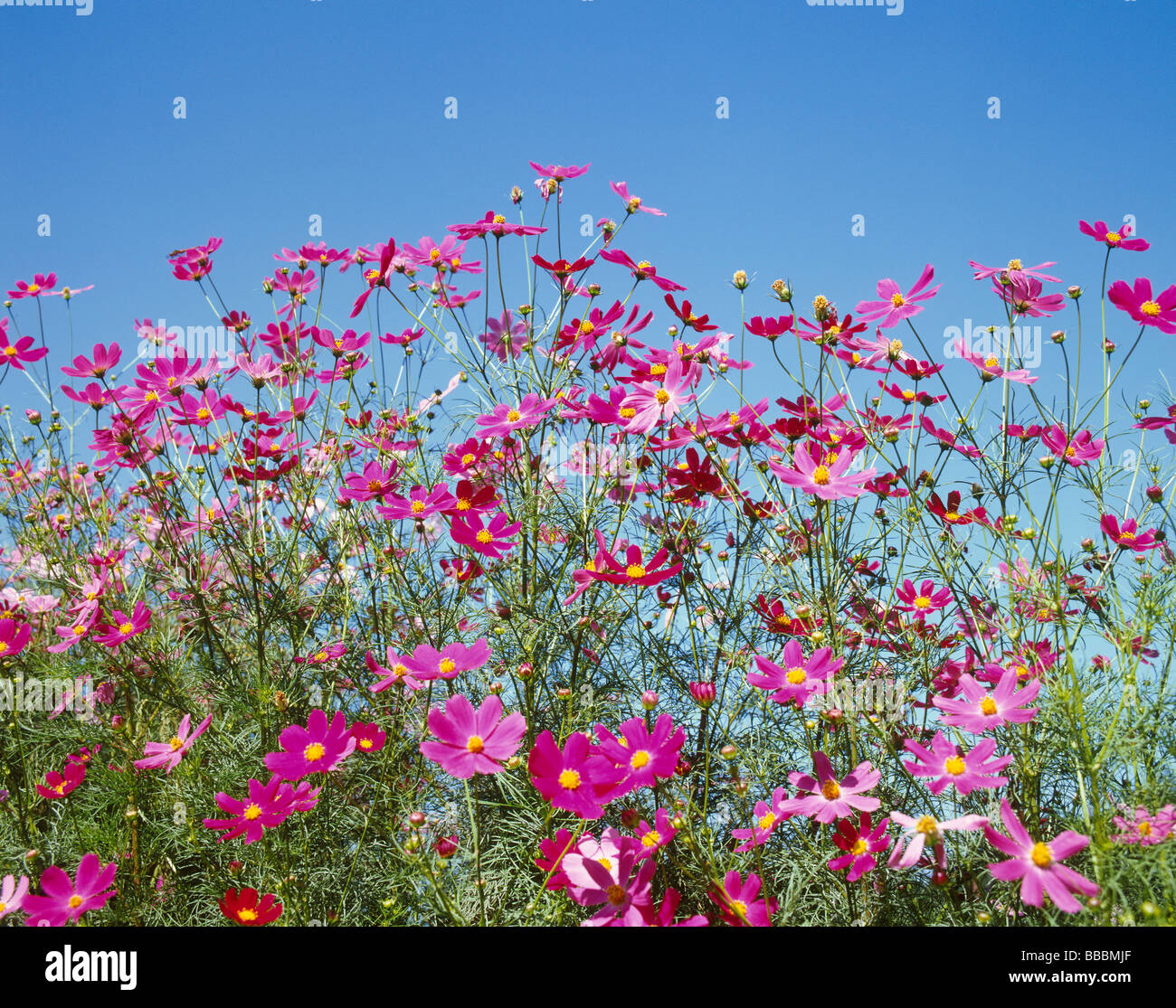 Suyama hi-res stock photography and images - Alamy
