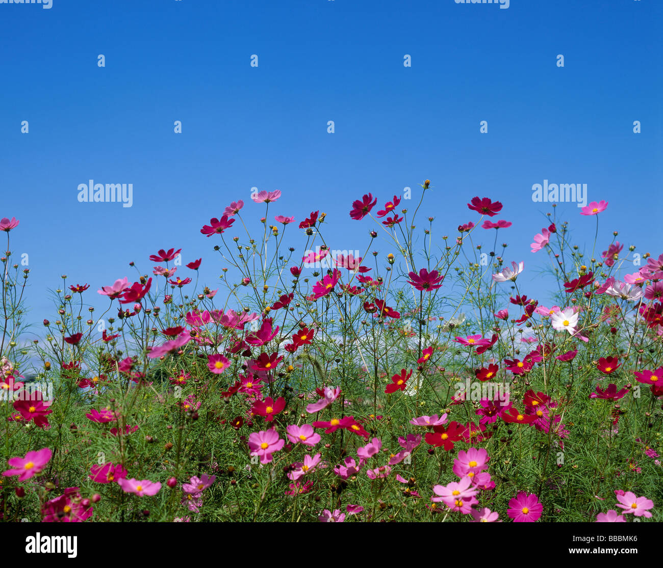 Cosmos and Sky Stock Photo - Alamy