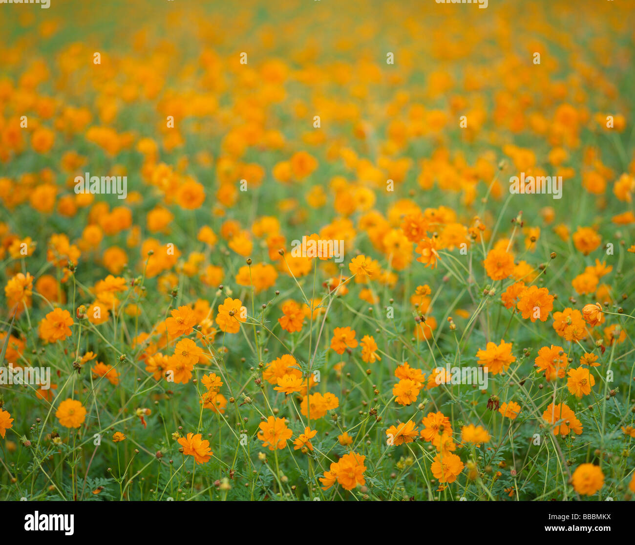 Cosmos yellow cosmos japan hi-res stock photography and images - Alamy