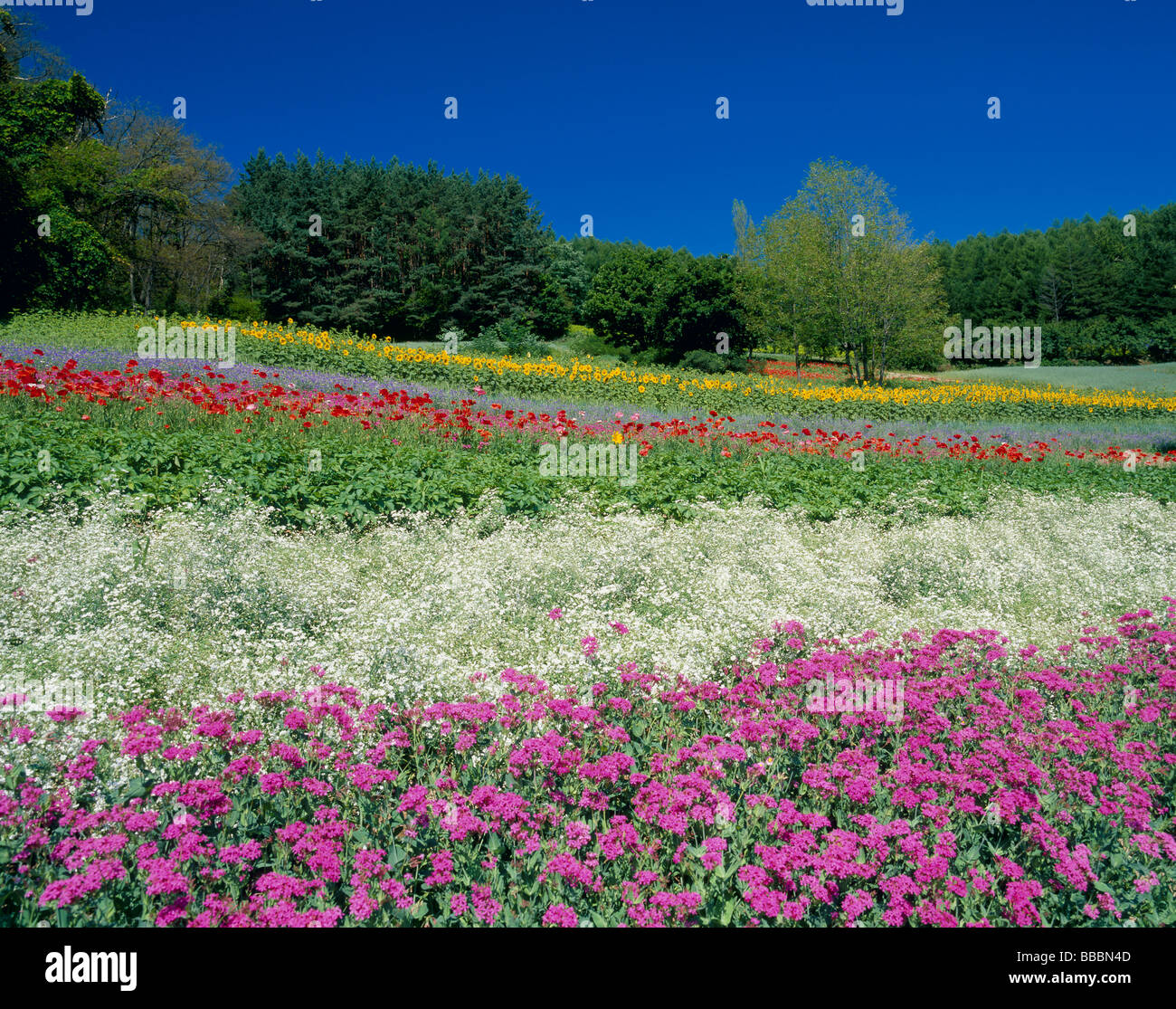 Rhodanthe hi-res stock photography and images - Alamy