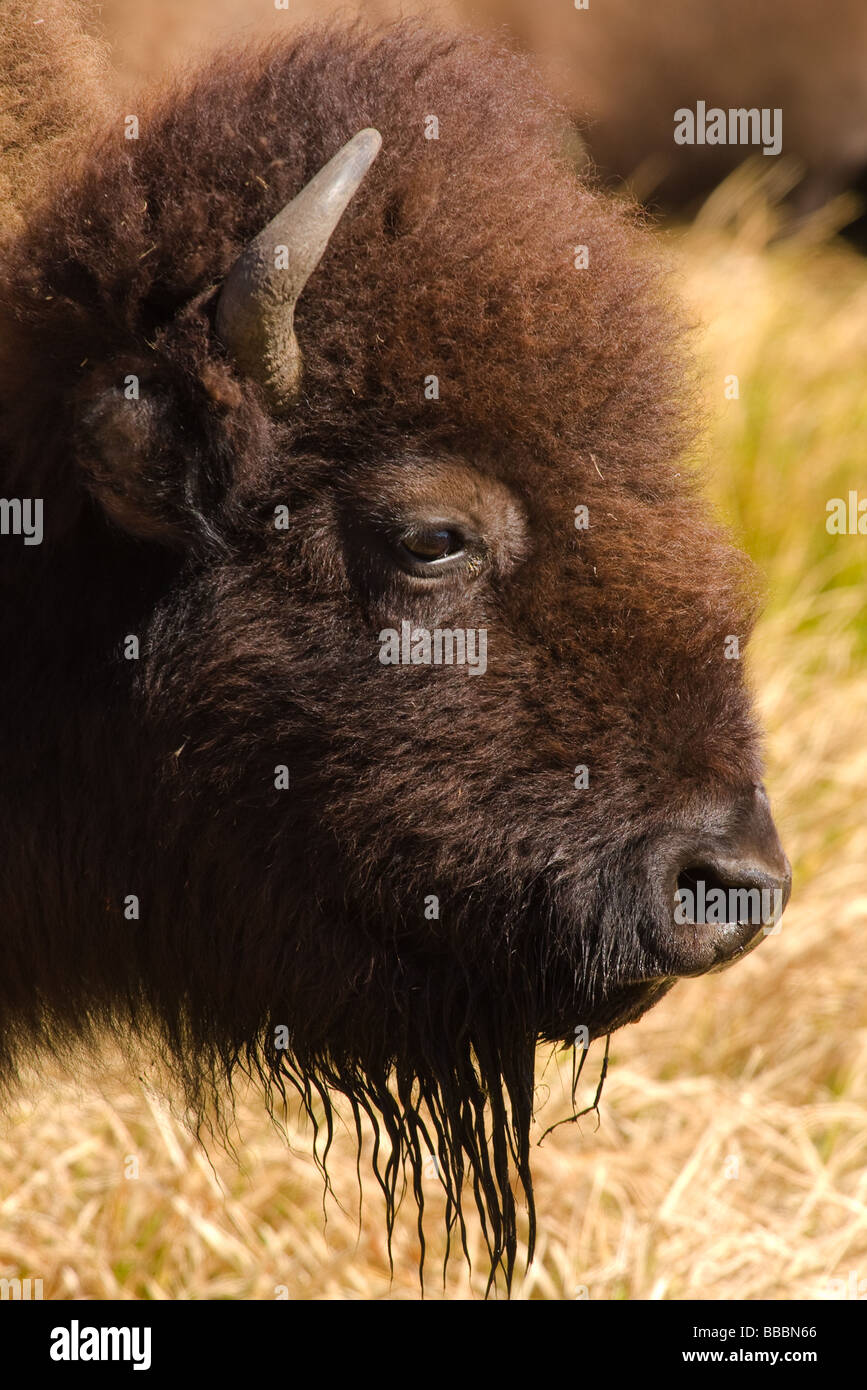 Closeup portrait of Bison grasing and feeding on grass, side profile ...