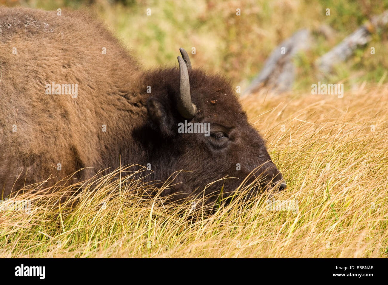 Closeup portrait of Bison grasing and feeding on sage grass Stock Photo ...