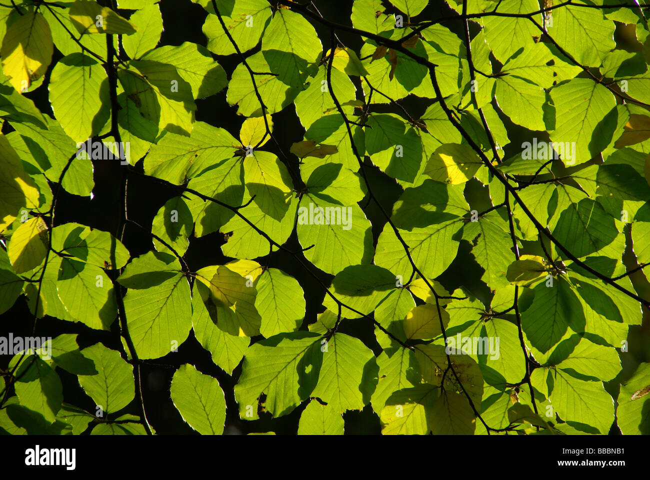 Buche beech 34 Stock Photo - Alamy