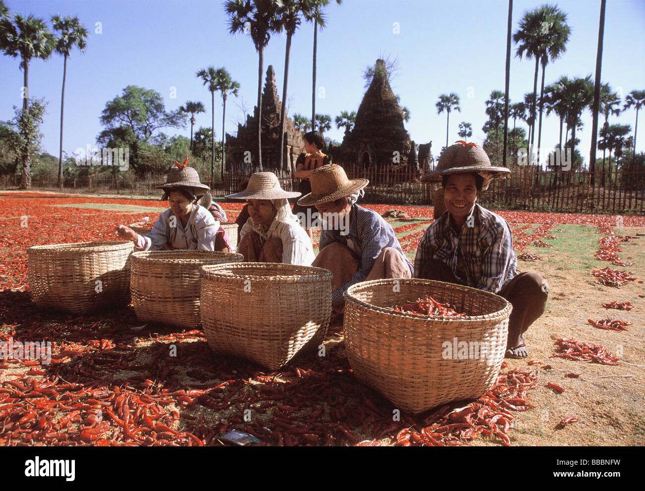 Myanmar (Burma), Villagers drying chillies in the sun Stock Photo - Alamy