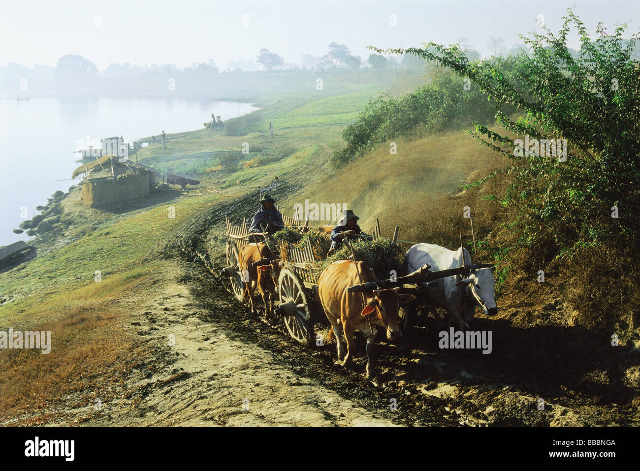 Ox drawn cart on country road hi-res stock photography and images - Alamy