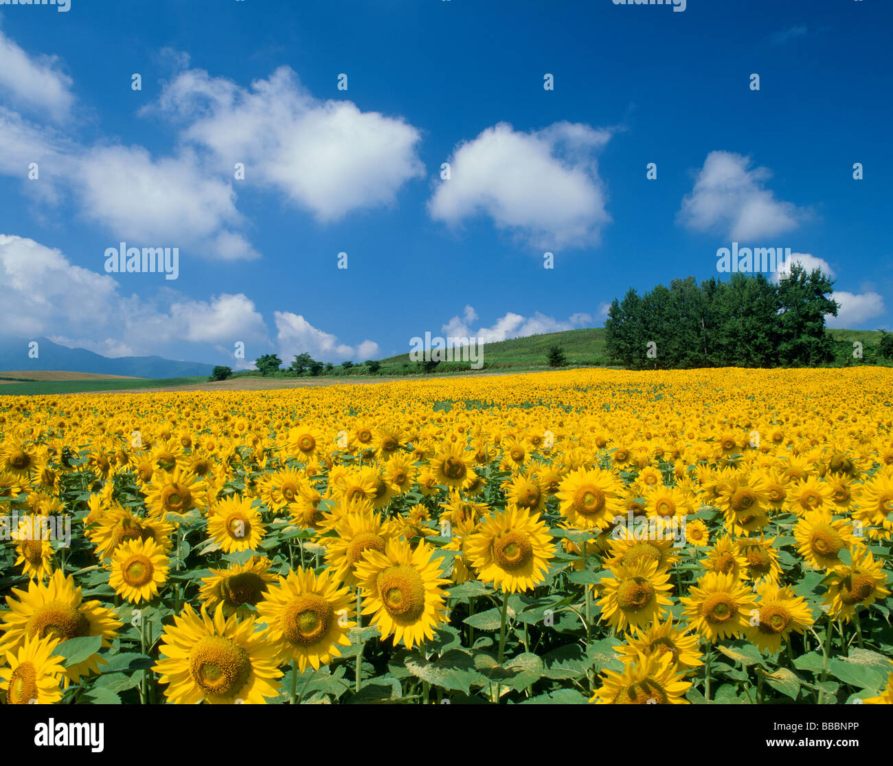 Sunflower and Sky Stock Photo - Alamy
