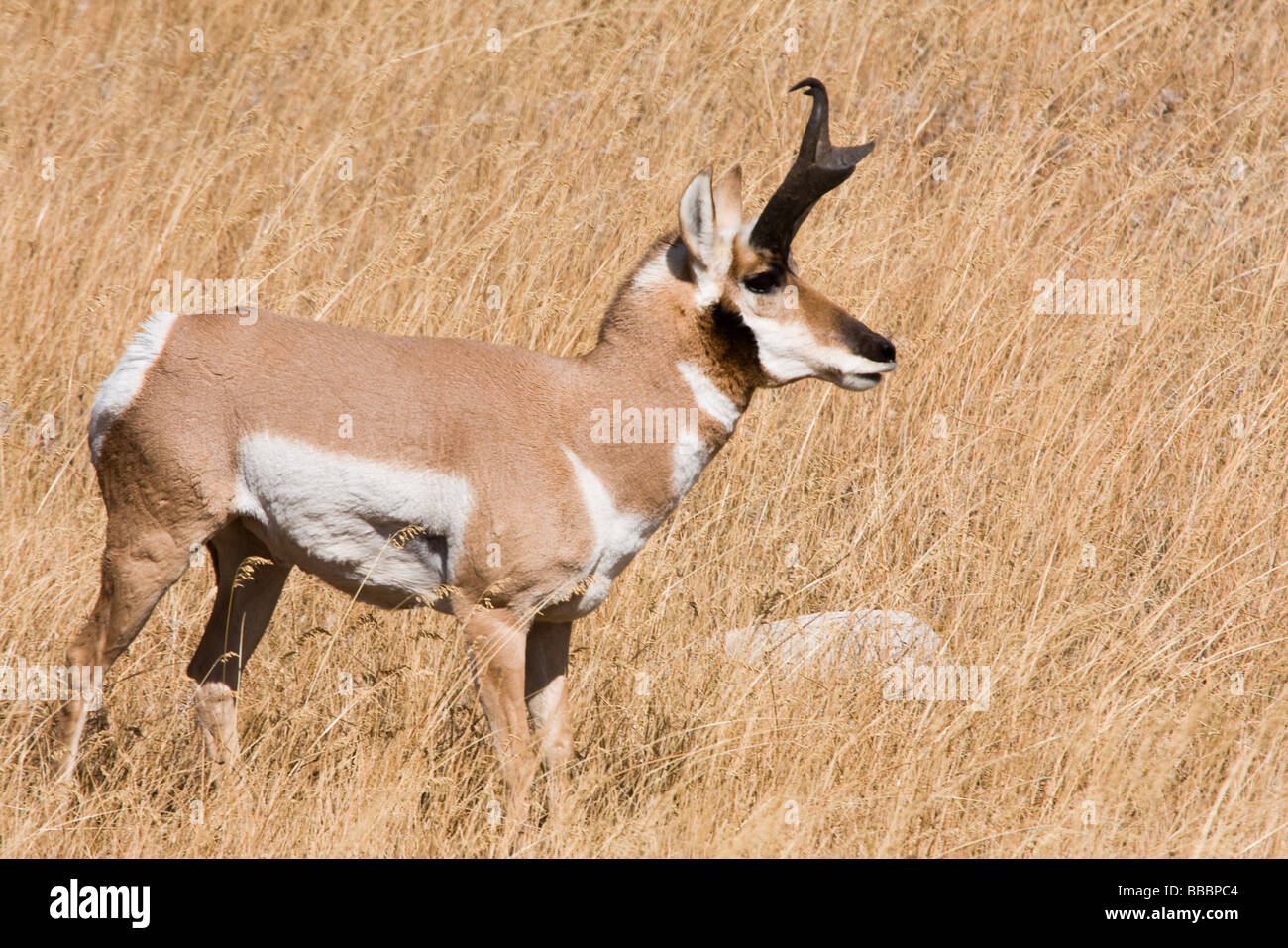 Male Pronghorn antelope in the grasslands at Yellowstone National Park ...
