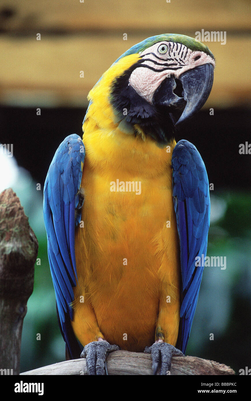 Singapore, Parrot at the Singapore Zoological Gardens Stock Photo - Alamy