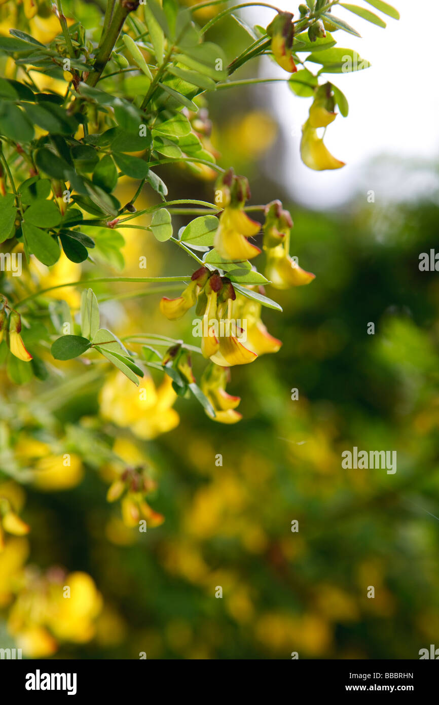 Coronilla senna hi-res stock photography and images - Alamy