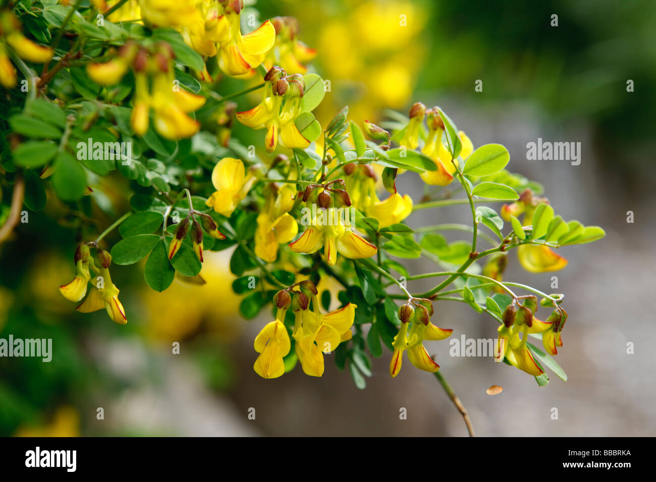 Scorpion senna (Coronilla emerus Stock Photo - Alamy
