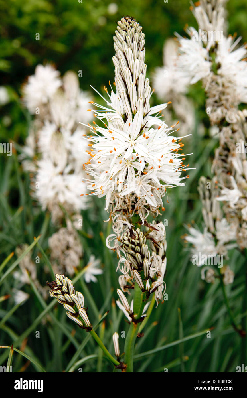 Asphodel Stock Photos & Asphodel Stock Images - Alamy