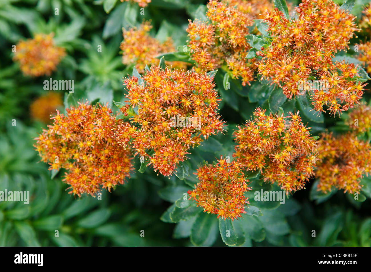 Golden Root (Sedum rosea x kirilowii Stock Photo - Alamy