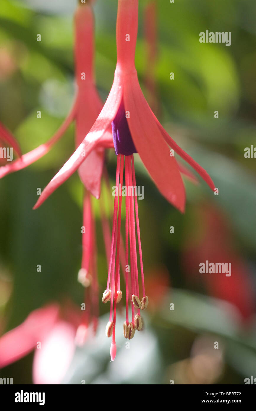 Close up of macro flowers in a garden, kew Gardens, London, England ...