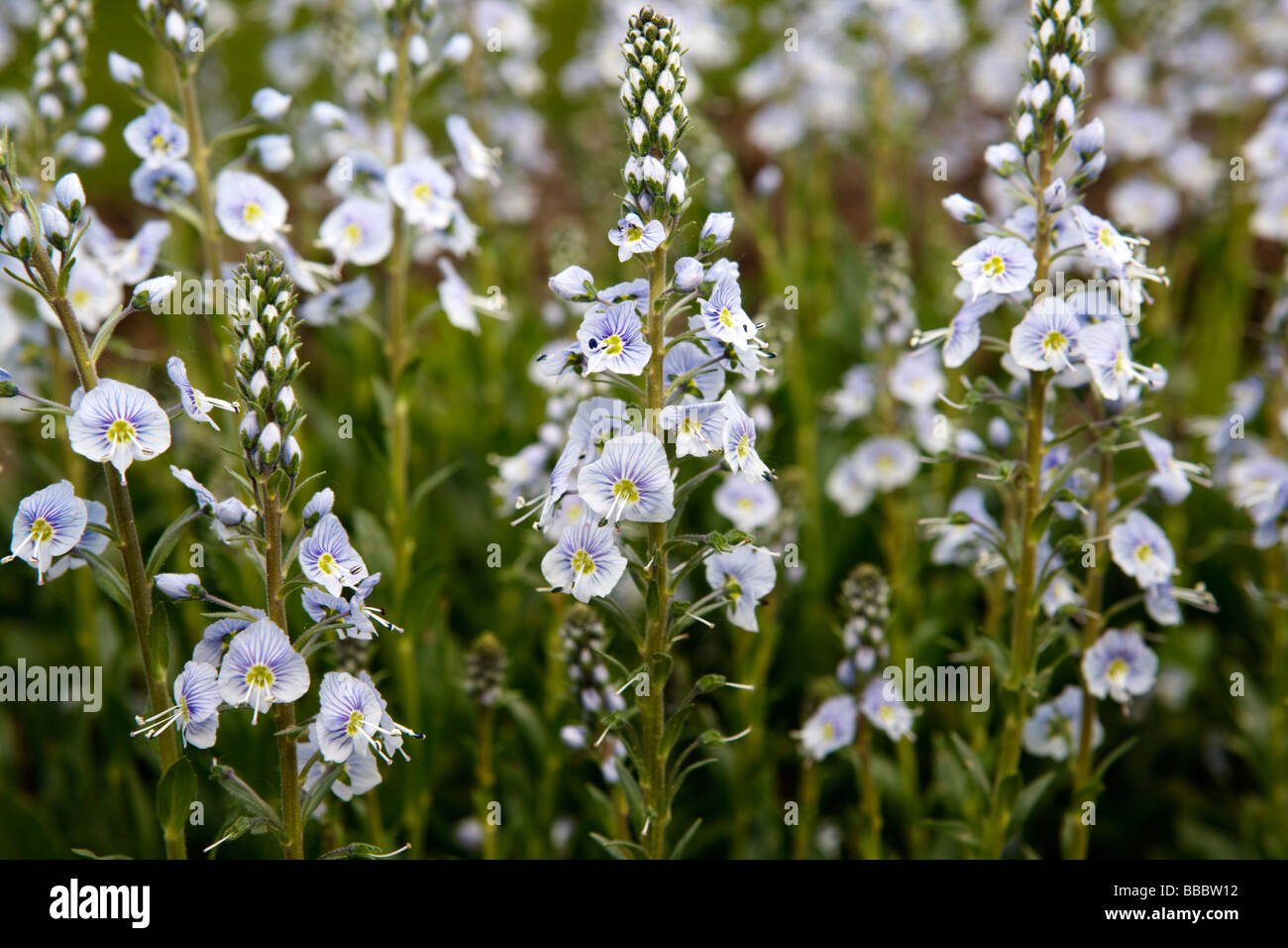 Gentian Speedwell (Veronica gentianoides Stock Photo - Alamy
